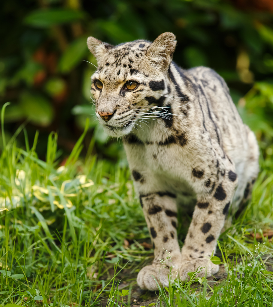 Big Cats (Pantherinae) - Know Your Mammals