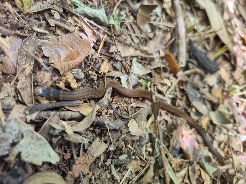 Black-headed Snake from 22500, Perú on March 31, 2025 at 10:55 AM by ...