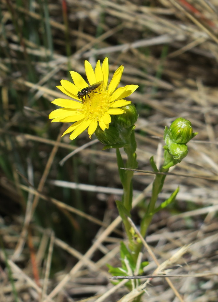 Falklands smooth ragwort (Hummock Island Flora) · iNaturalist