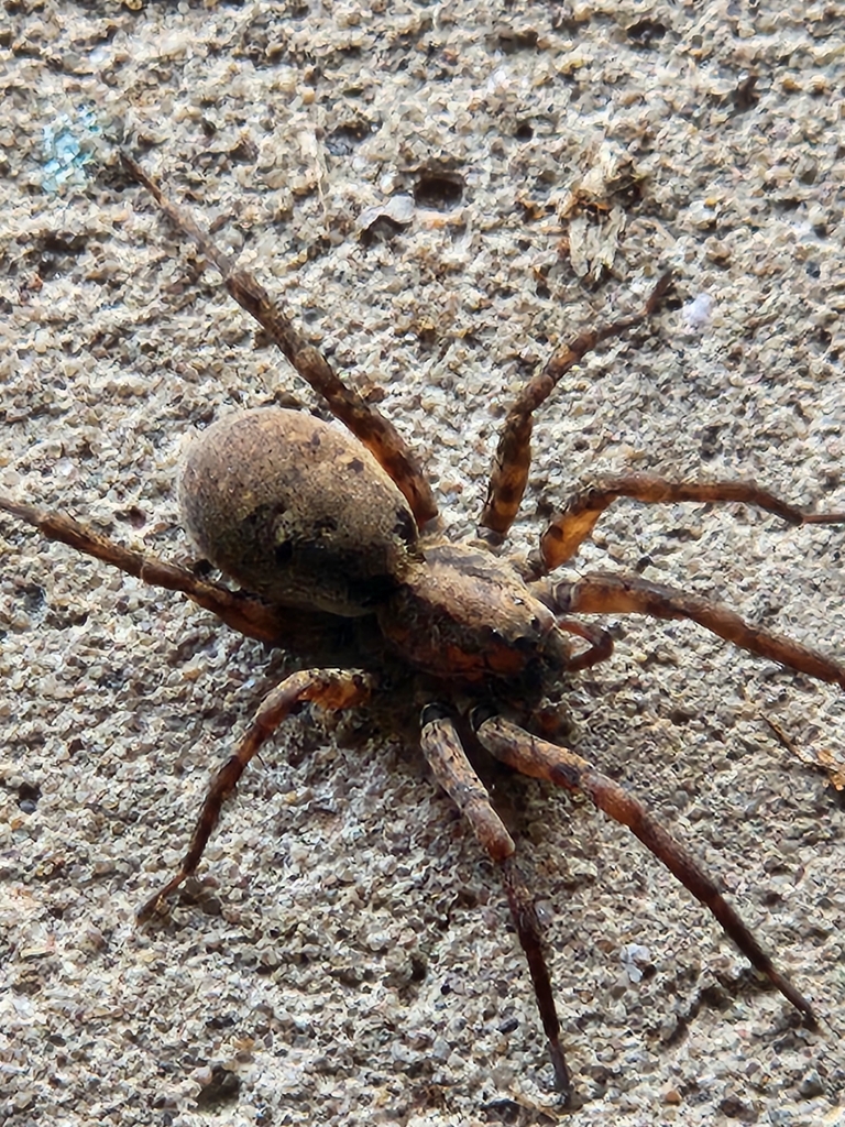 Wolf Spiders from Mountainhome, PA, USA on March 31, 2025 at 02:19 PM ...