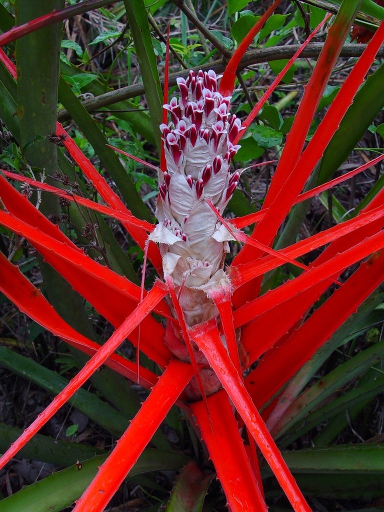 Bromelia balansae from Itápolis - SP, 14900-000, Brasil on October 25 ...