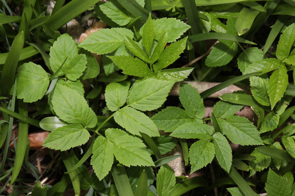 Goutweed from Carr Lane Woods, Carr Lane, Prescot, Liverpool ...