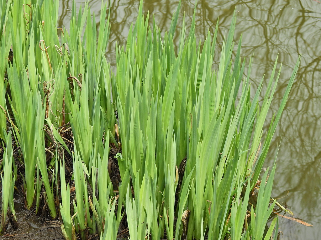 Yellow Iris from Carr Lane Woods, Carr Lane, Prescot, Knowsley ...