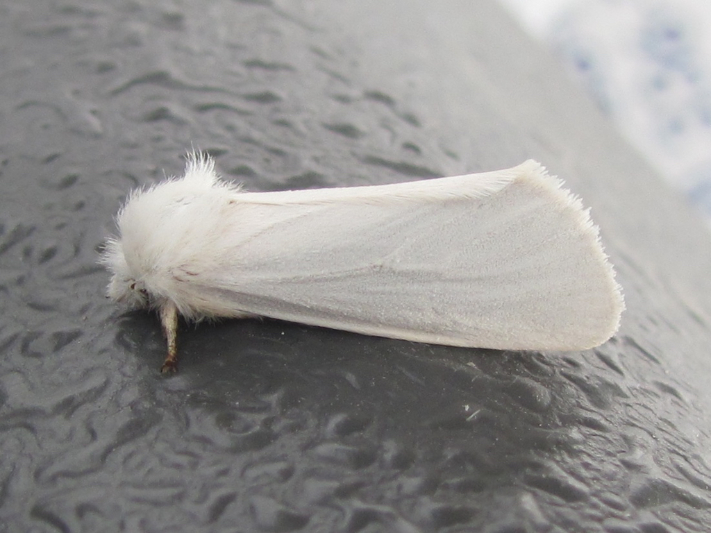 Cutworm Moths and Allies from Marathon, Brewster, Texas, United States ...