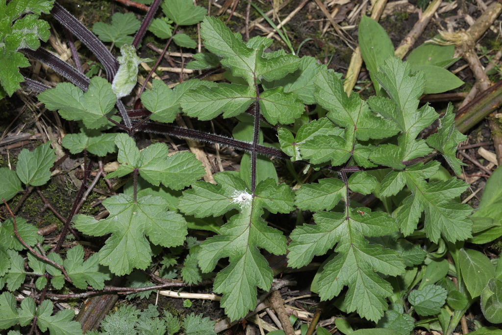 hogweed from Carr Lane Woods, Carr Lane, Prescot, Liverpool, Merseyside ...