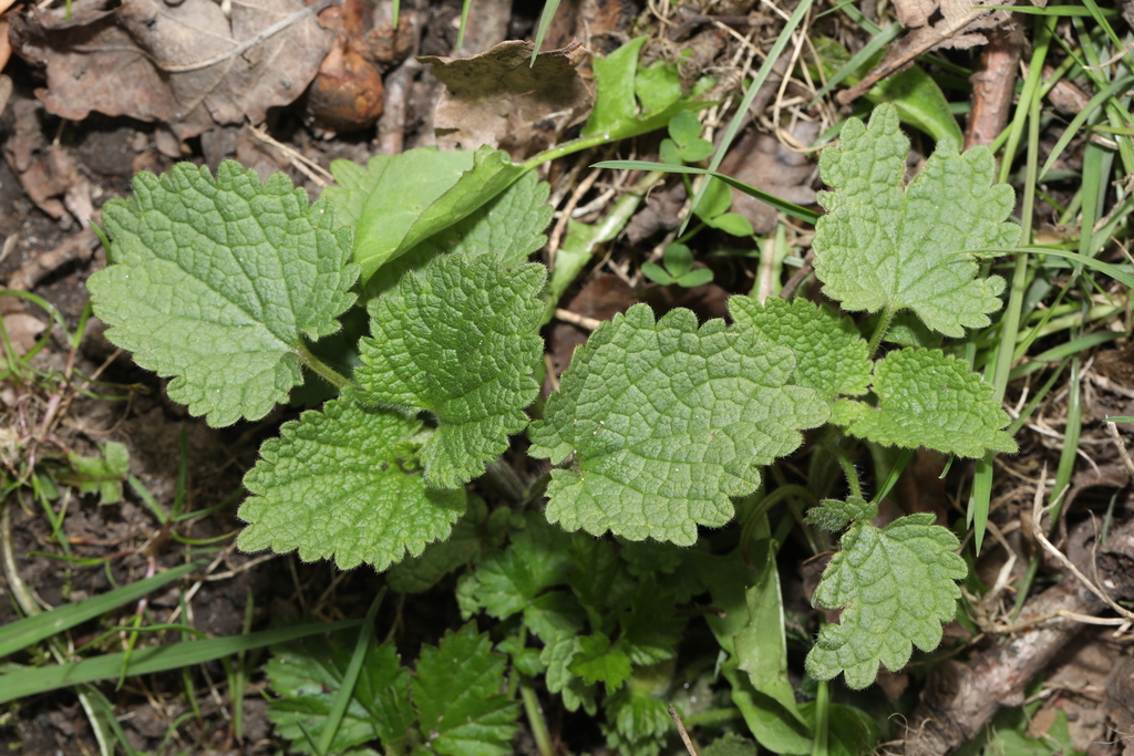 Black horehound from Carr Lane Woods, Carr Lane, Prescot, Liverpool ...