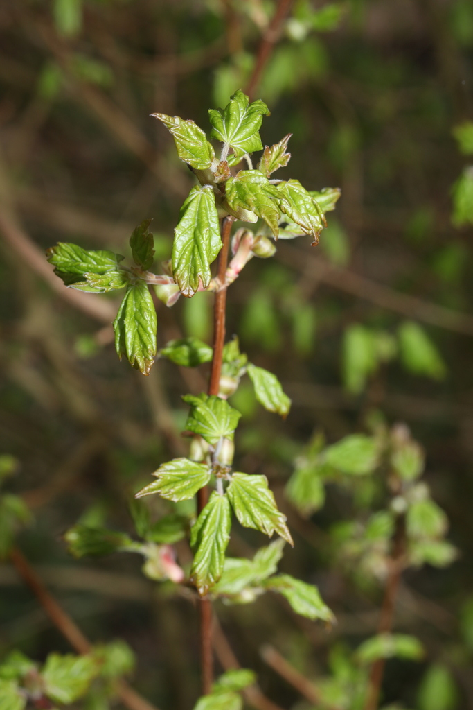 field maple from Carr Lane Woods, Carr Lane, Prescot, Liverpool ...