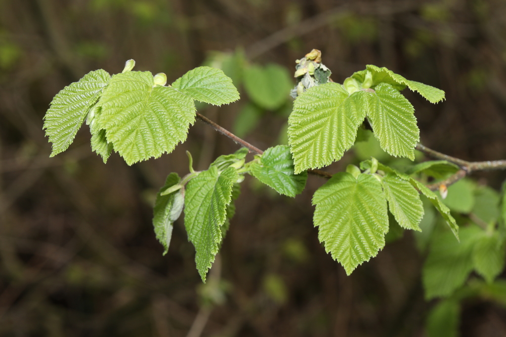 common hazel from Carr Lane Woods, Carr Lane, Prescot, Liverpool ...
