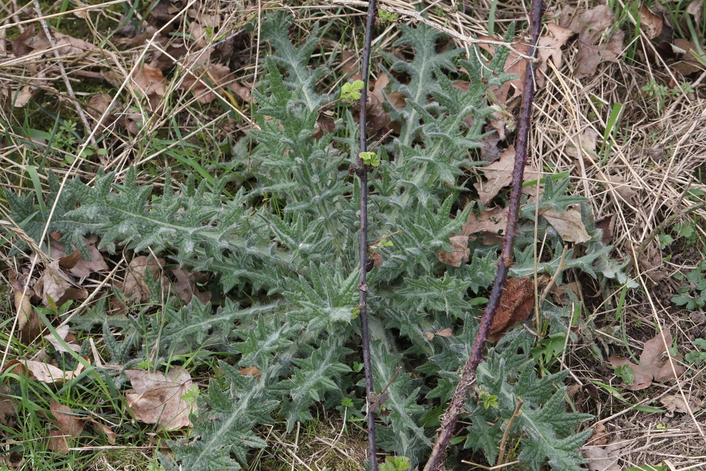 Bull Thistle from Carr Lane Woods, Carr Lane, Prescot, Liverpool ...