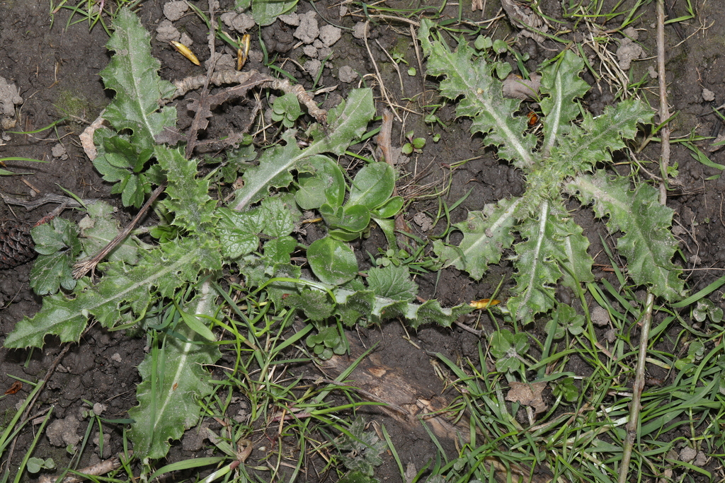 creeping thistle from Carr Lane Woods, Carr Lane, Prescot, Liverpool ...