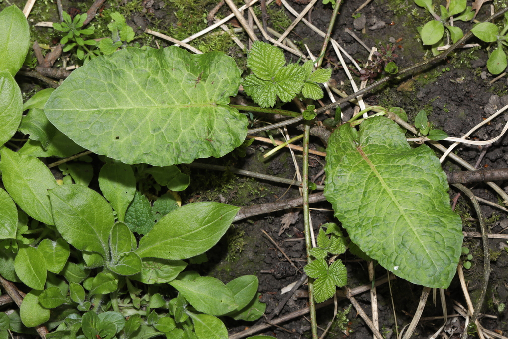 broad-leaved dock from Carr Lane Woods, Carr Lane, Prescot, Liverpool ...