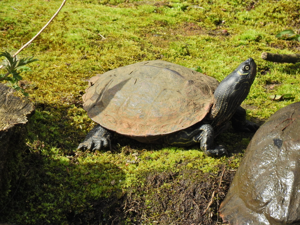 False Map Turtle from Carr Lane Woods, Carr Lane, Prescot, Knowsley ...
