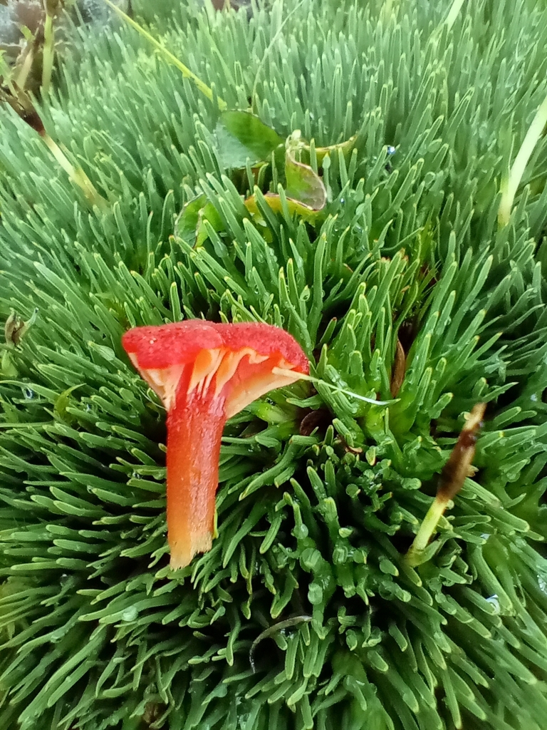 Waxcaps from Southland 9818, New Zealand on March 26, 2025 at 11:19 AM ...