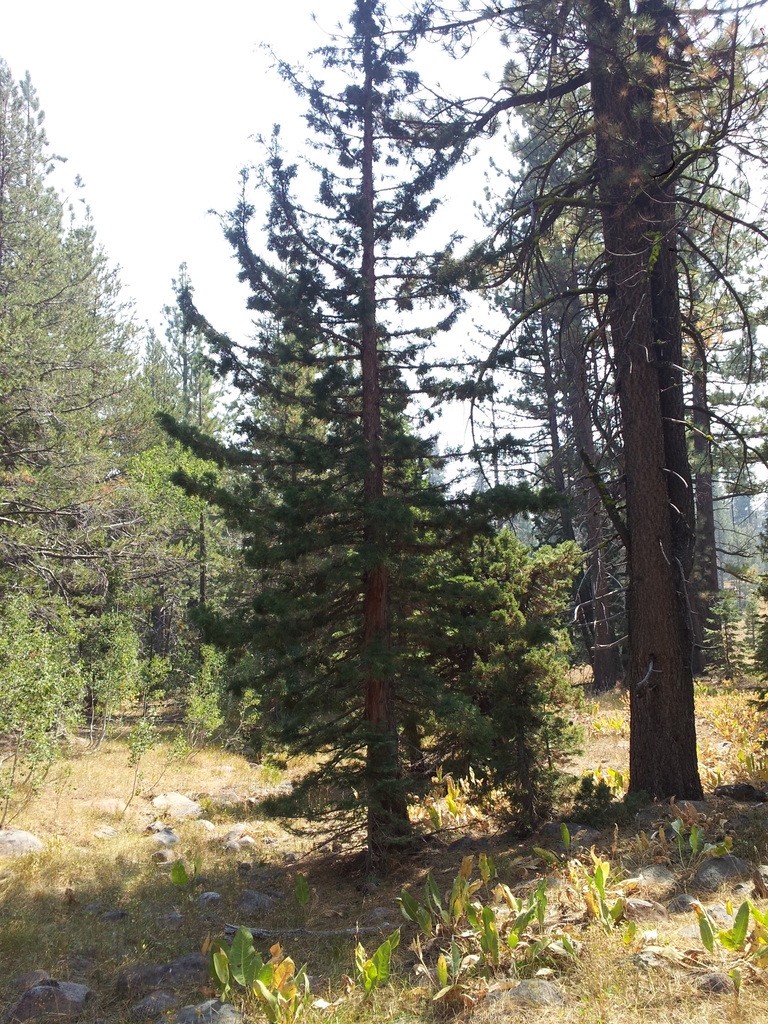 sierra juniper grand juniper (Yosemite Native Plant List 1) · iNaturalist