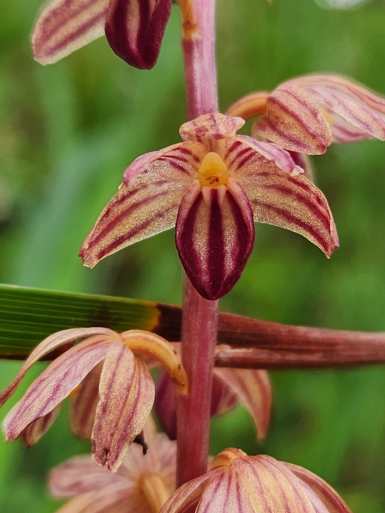 Striped Coralroot in March 2025 by Leah Lord · iNaturalist