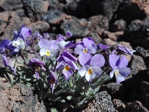 Teide Violet (Viola cheiranthifolia) · iNaturalist