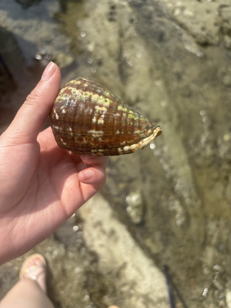 Eastern Pacific Giant Conch from Pacific Ocean, Puntarenas, CR on March ...