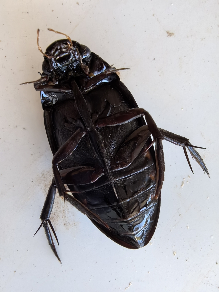 Hydrophilus from México on March 31, 2025 at 03:22 PM by Sinaloa ...