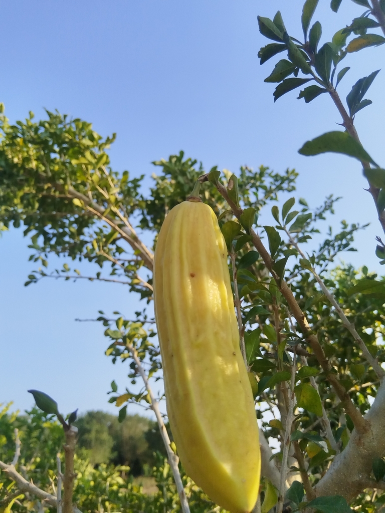 cuachilote from México on March 31, 2025 at 04:52 PM by Julio Cesar ...