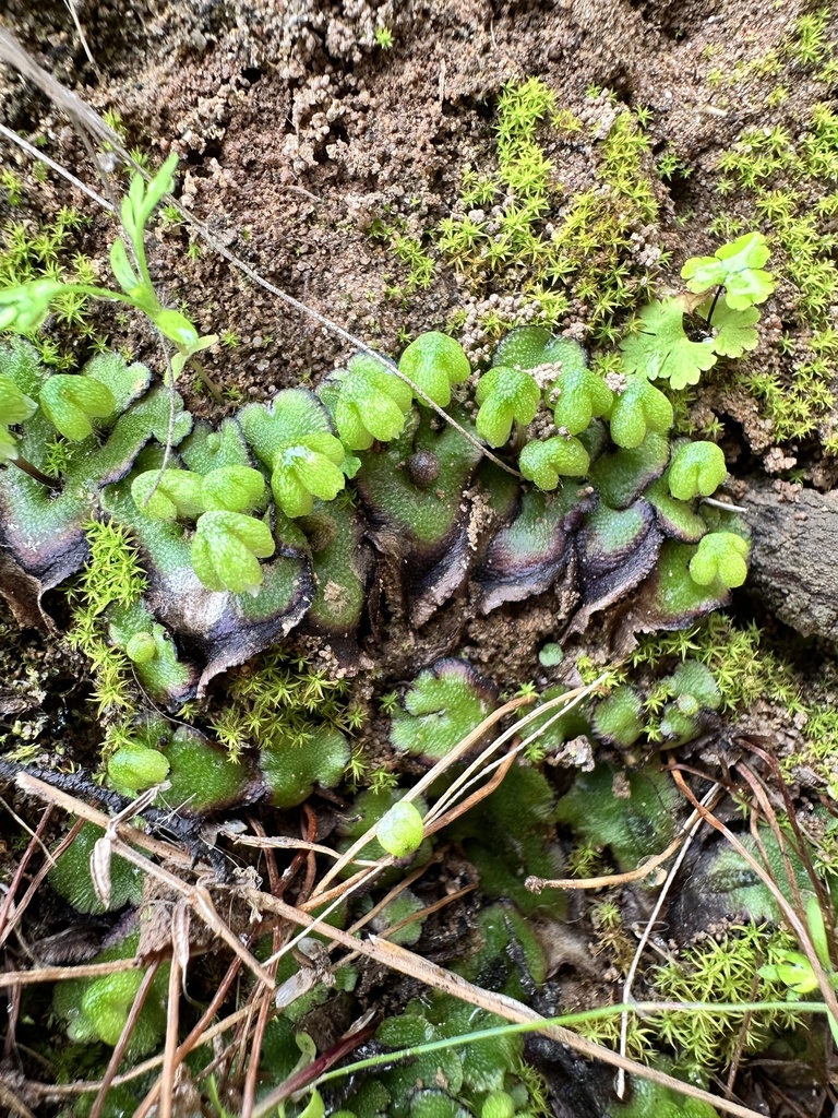 California asterella from Olivenhain, Encinitas, CA, US on March 31 ...