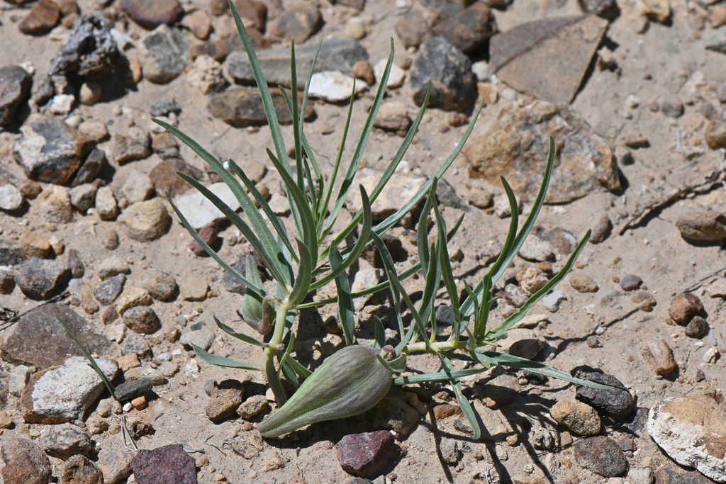 Wheel milkweed in May 2023 by Matt Langemeier. Compare fruit with ...