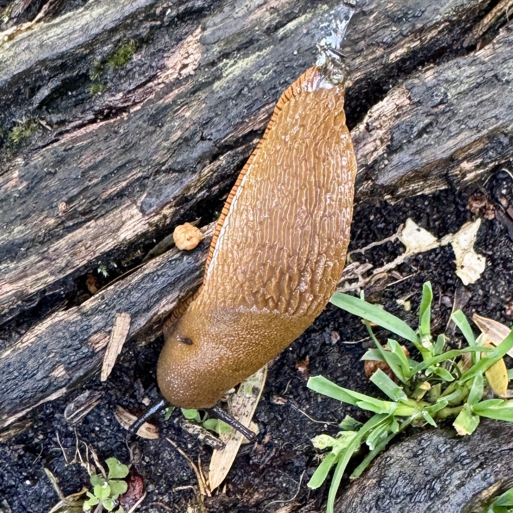 Black Slug from Golden Gate Park, San Francisco, CA, US on March 31 ...