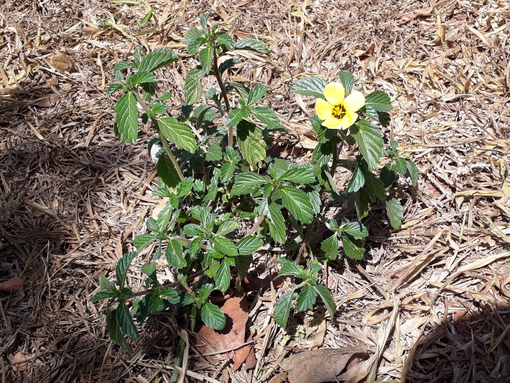 (Turnera cuneiformis) - Botanical Realm