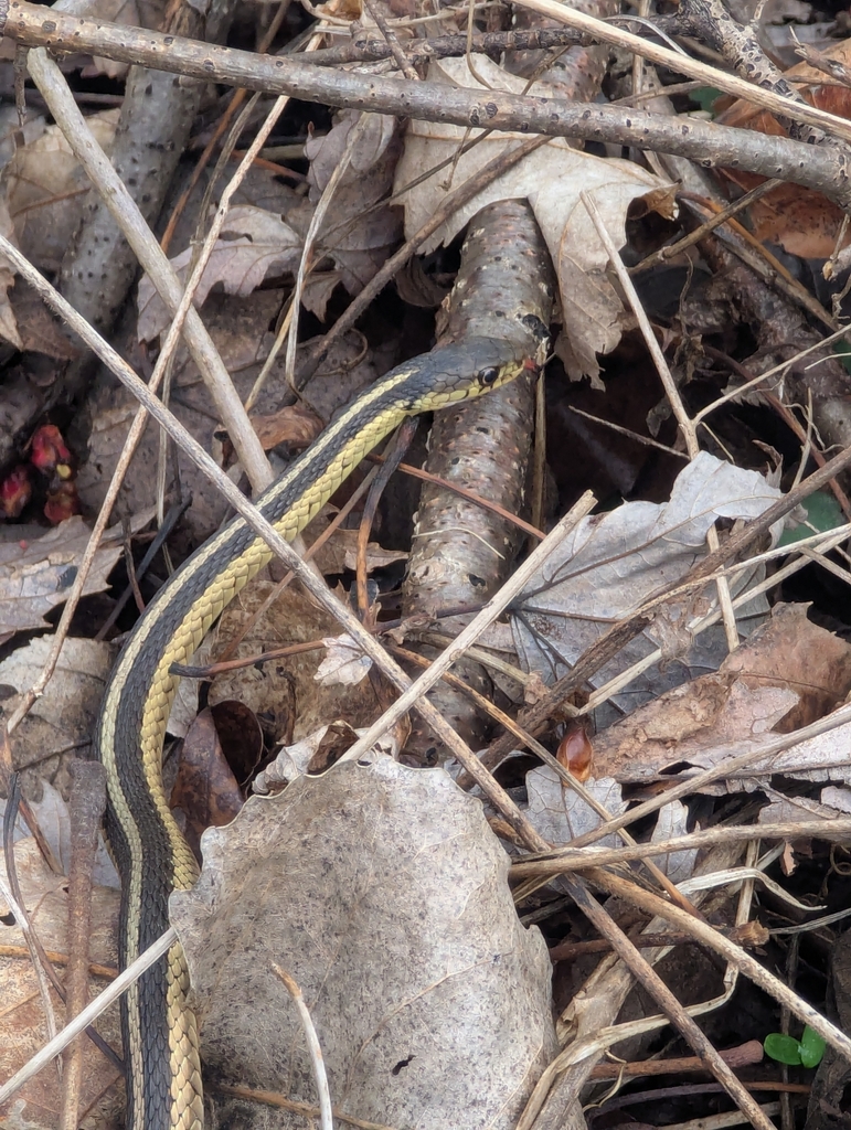 Common Garter Snake from Royal Oak, MI 48073, USA on March 30, 2025 at ...