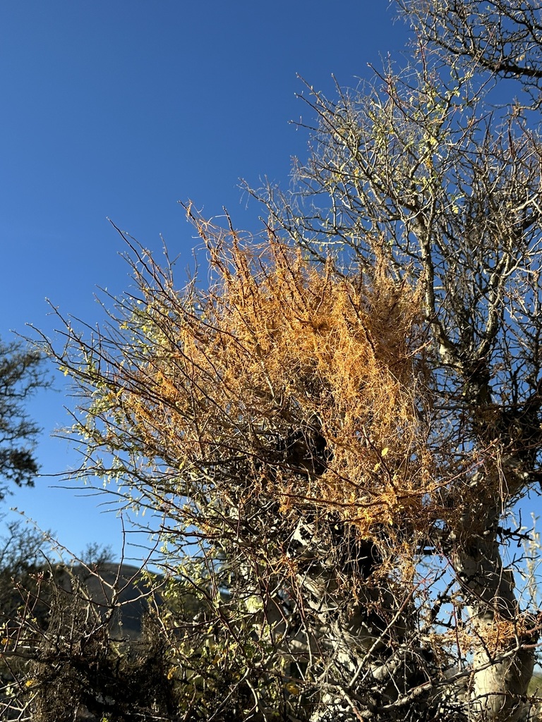 Baja Elephant Tree from San Quintín, B.C., México on June 1, 2024 at 06 ...