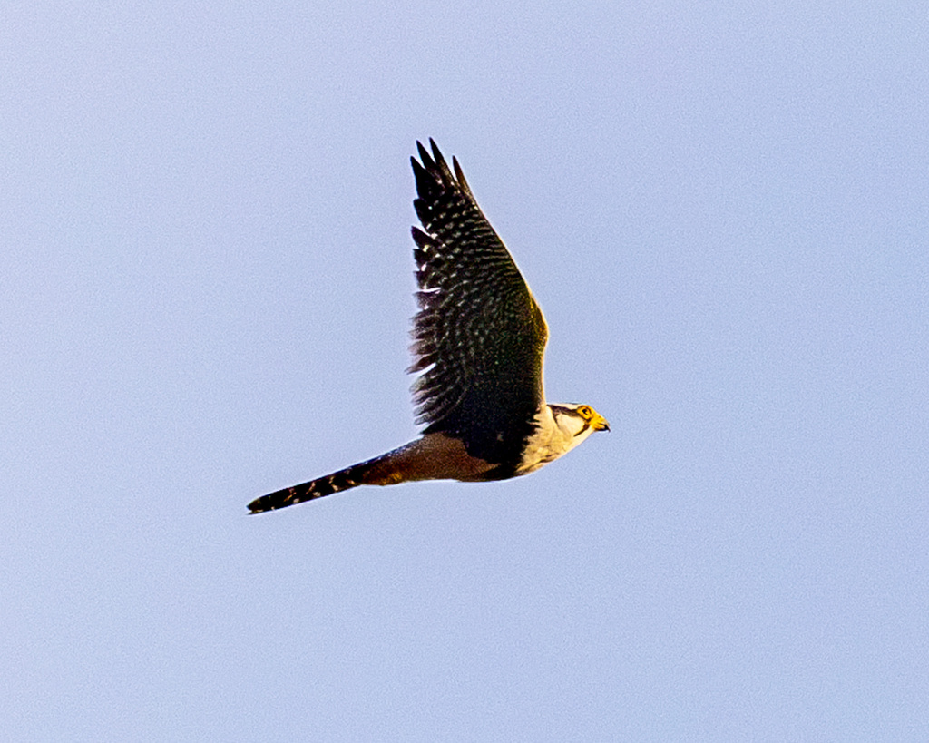 Halcón fajado desde Cameron County, TX, USA el 28 de marzo de 2025 a ...