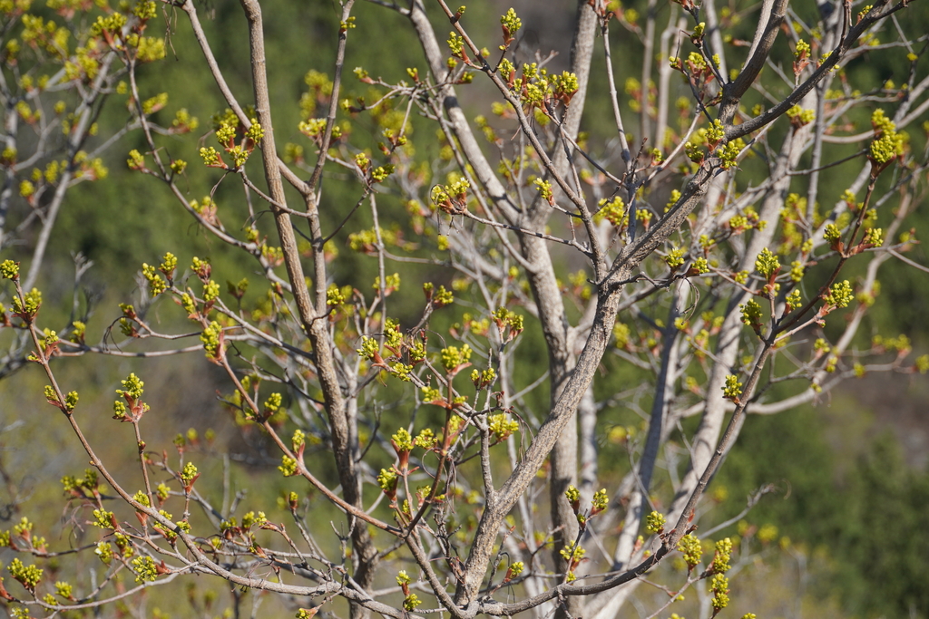 Shandong Maple from 中国北京市海淀区 on March 30, 2025 at 10:32 AM by ingester ...