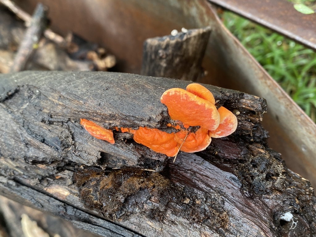 Southern Cinnabar Polypore from Elcombe NSW 2404, Australia on November ...