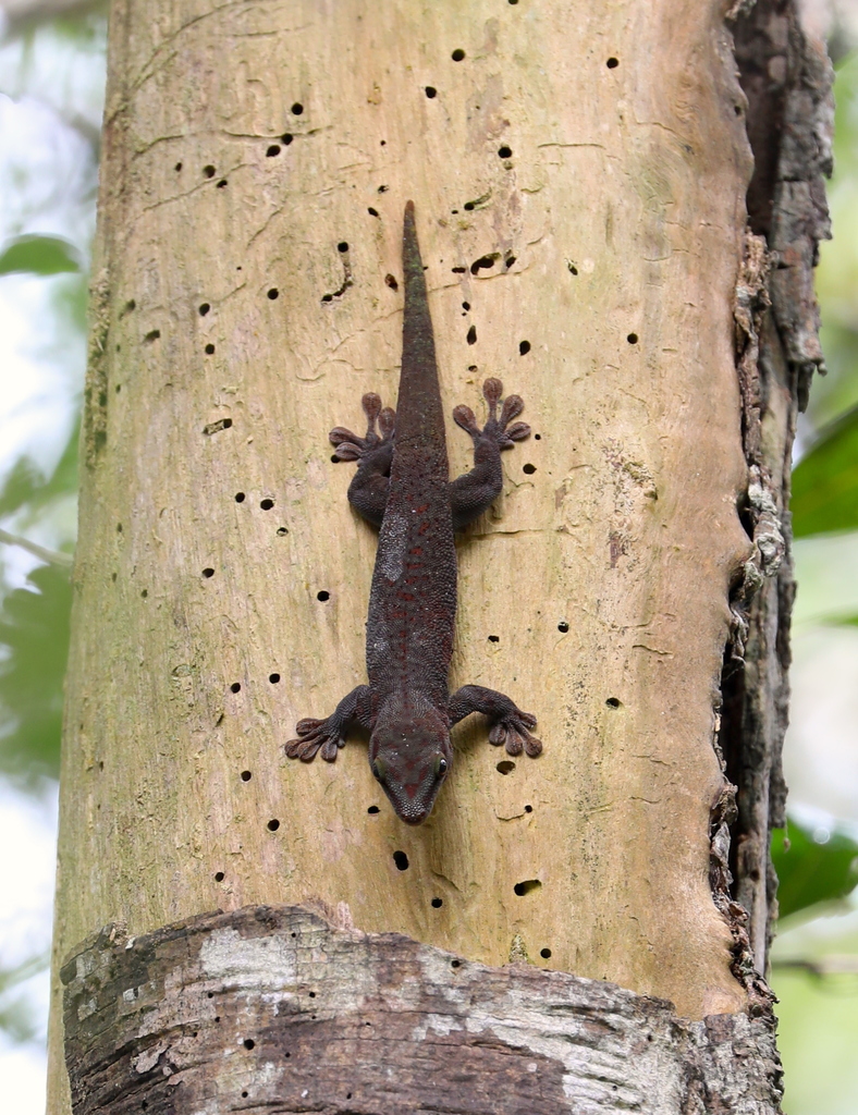 Madagascar Day Gecko from Andasibe National Park, Madagascar on August ...