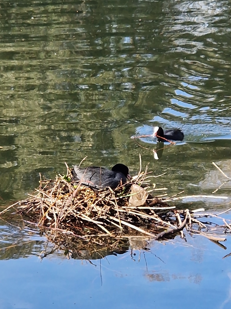 Eurasian Coot from Battersea Park, London SW11 4NJ, UK on March 31 ...