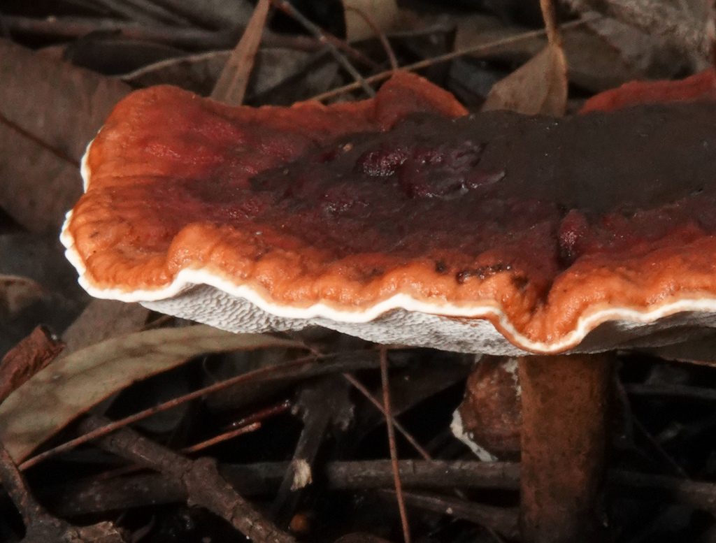 red-staining stalked polypore from Sydney NSW, Australia on April 1 ...