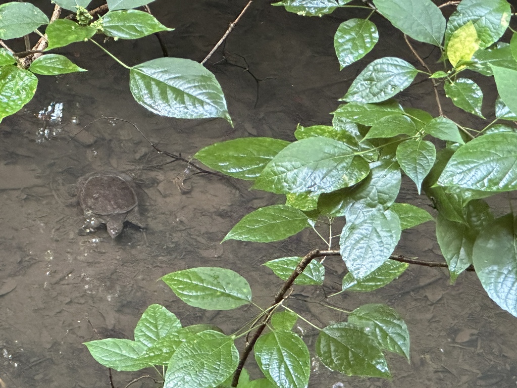Amur Softshell Turtle from Fushimi Inari Taisha Shrine, Kyoto, Kyoto ...