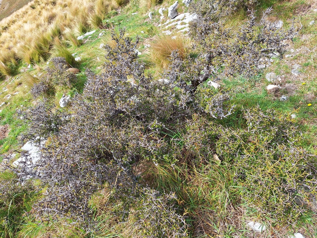 Matagouri from Ward 7285, New Zealand on March 26, 2025 at 11:14 AM by ...