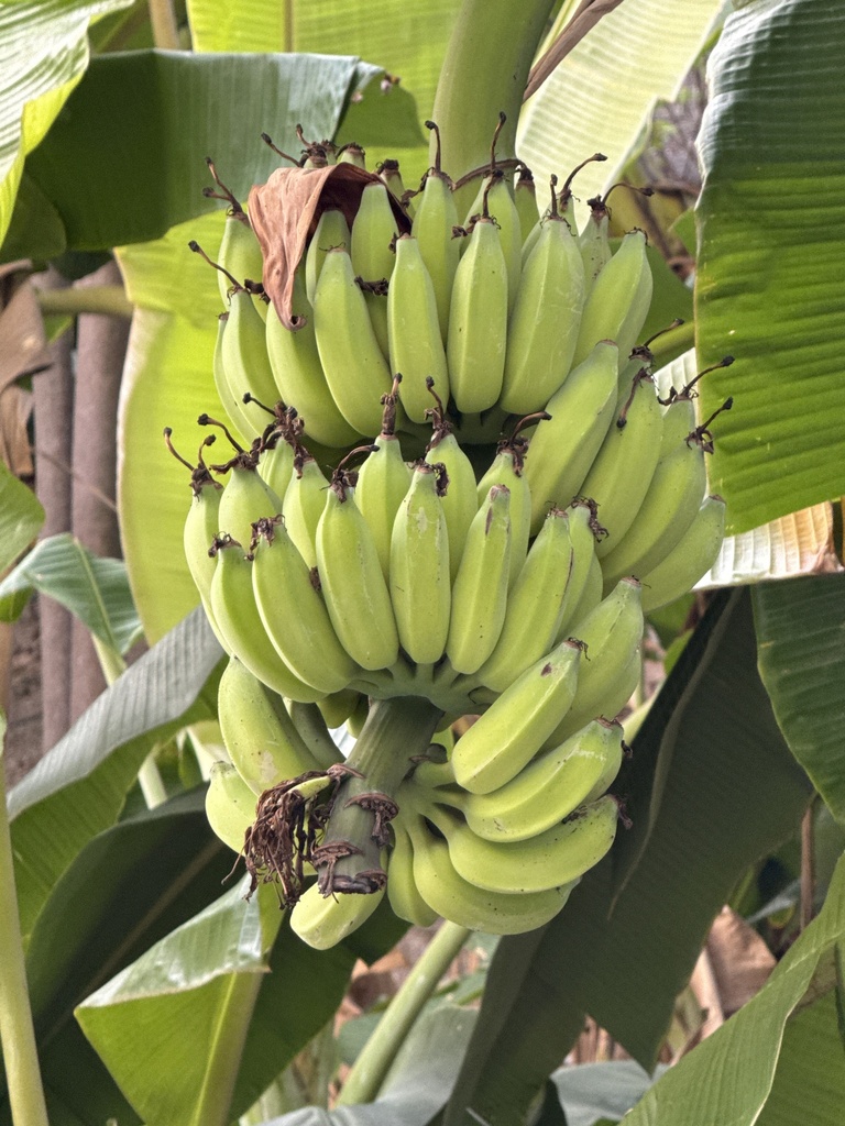 Plantain from Lions Clubs International Tseung Chui King College, 葵涌 ...
