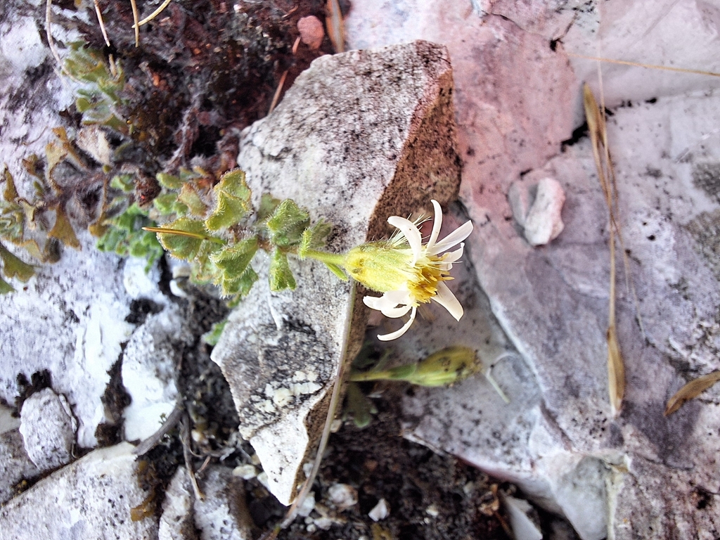 Vittadinia from Ward 7285, New Zealand on March 26, 2025 at 08:59 AM by ...