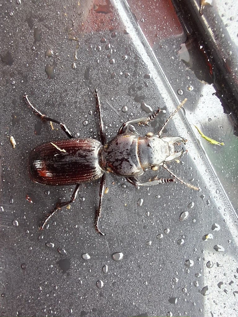 Mecodema from Ward 7285, New Zealand on March 25, 2025 at 06:02 PM by ...