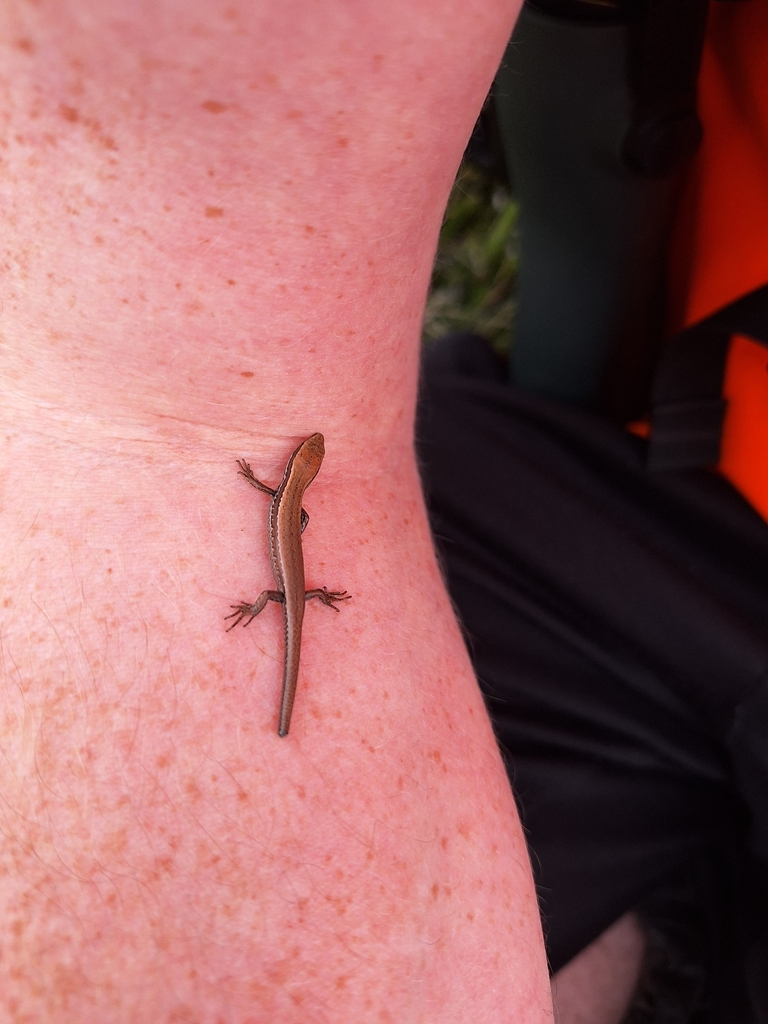 New Zealand Grass Skink from Ward 7285, New Zealand on March 25, 2025 ...