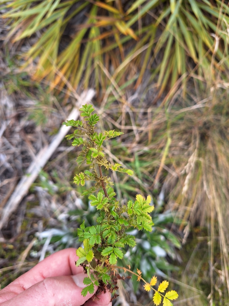 Biddy-biddy from Ward 7285, New Zealand on March 25, 2025 at 02:39 PM ...