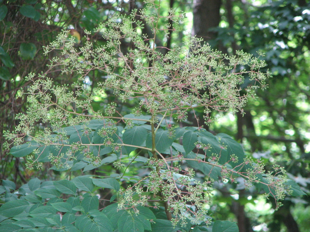 devil's walkingstick (Aralia spinosa) - Botanical Realm