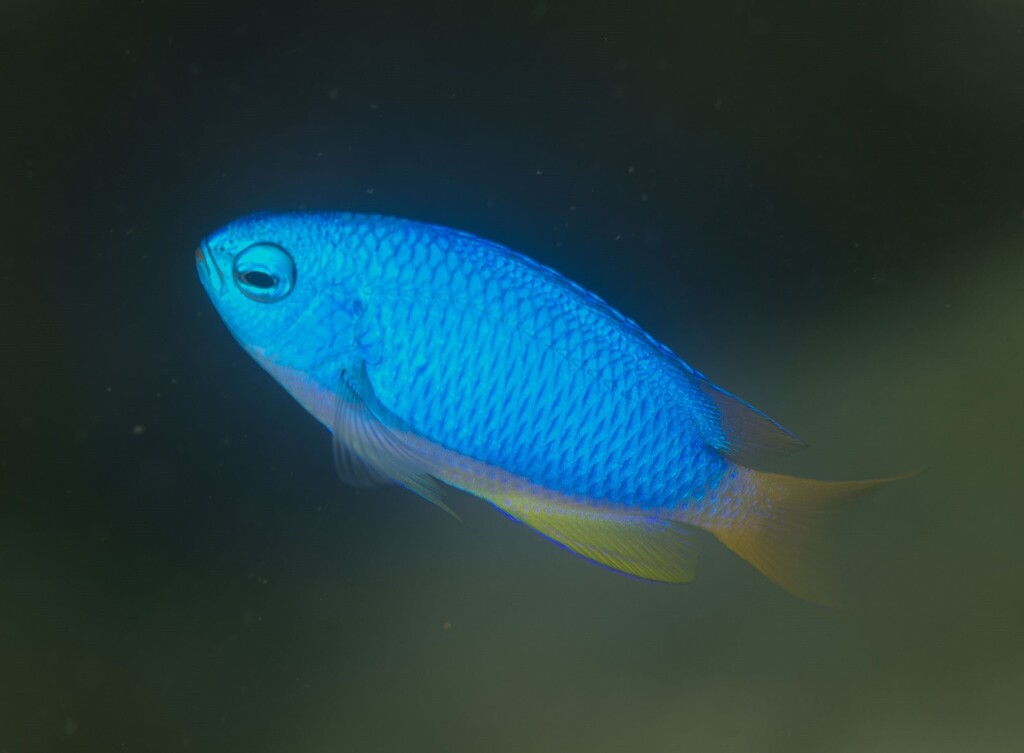 Neon Damselfish from 1 Bower Ln, Manly NSW 2095, Australia on March 28 ...