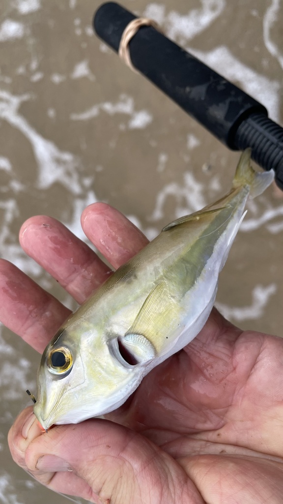 Rough Golden Puffer from Coral Sea, Wongaling Beach, QLD, AU on March ...