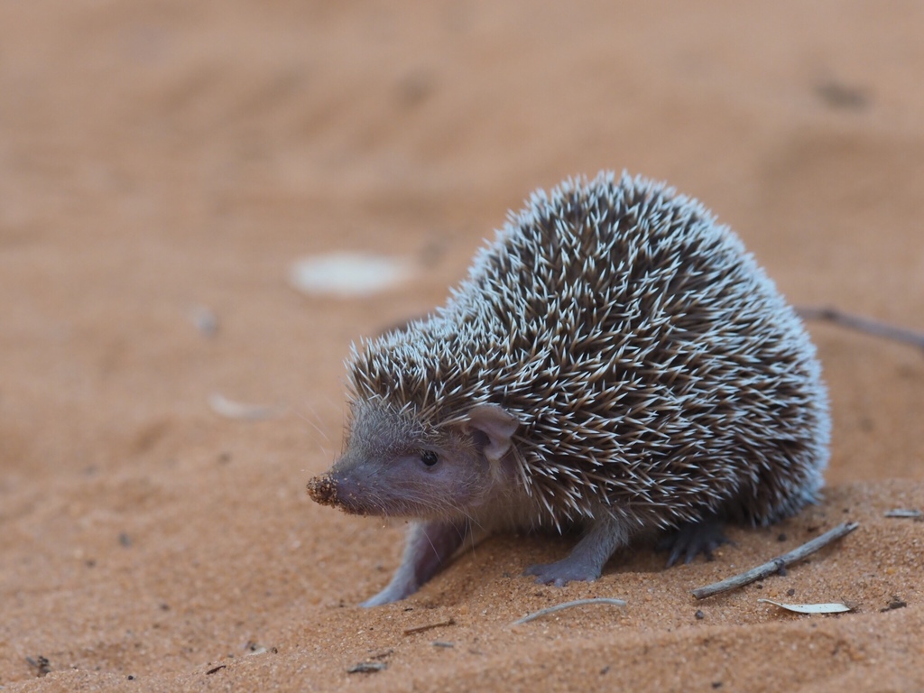 Tenrecs (Tenrecidae) - Know Your Mammals