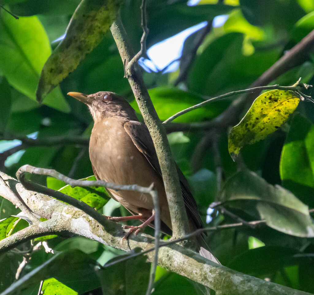 Clay-colored Thrush from Tulum Municipality, Quintana Roo, Mexico on ...