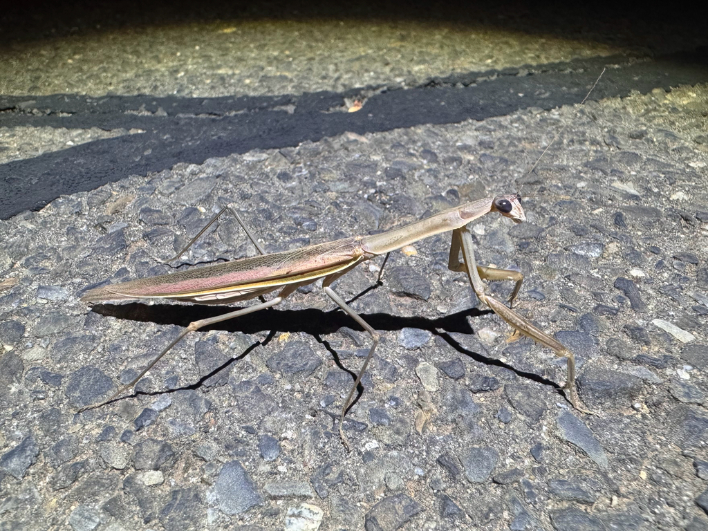 Purple-winged Mantis in April 2025 by Joshua S. Martin · iNaturalist
