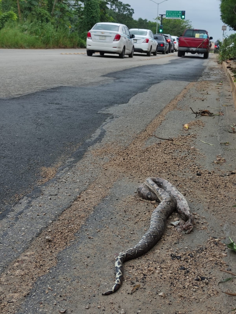 Central American Boa from MW83+JG, 77723 Playa del Carmen, Q.R., México ...