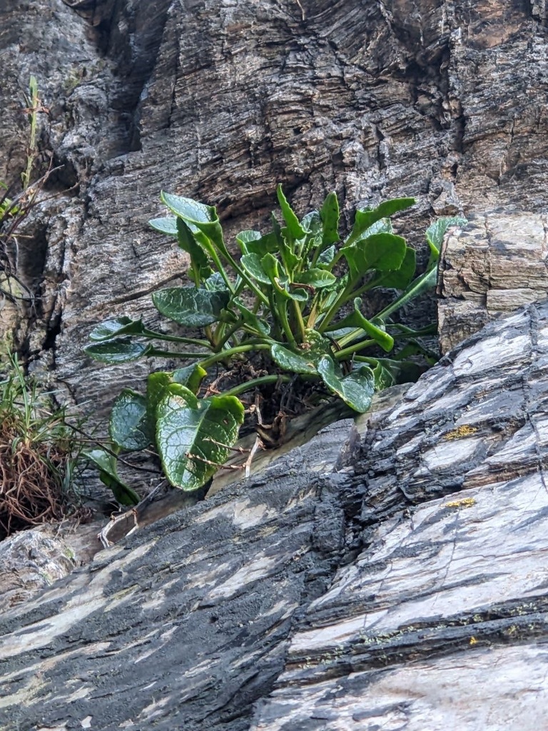 sea beet from South Devon National Landscape, Dartmouth, England, GB on ...